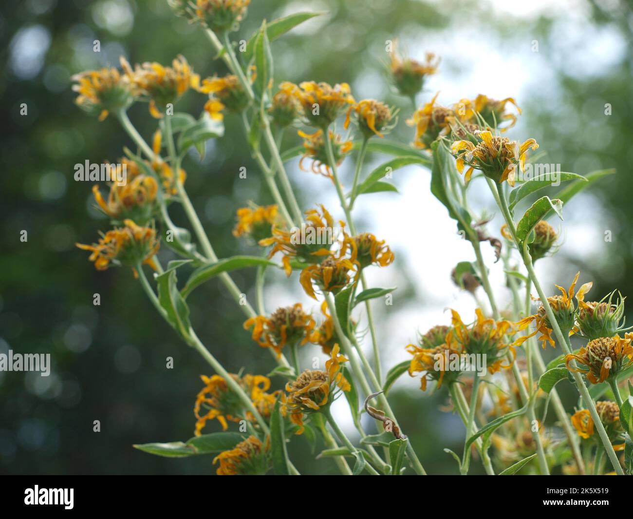 George W Bush Presidential Center & Park Nature Trails Stock Photo - Alamy