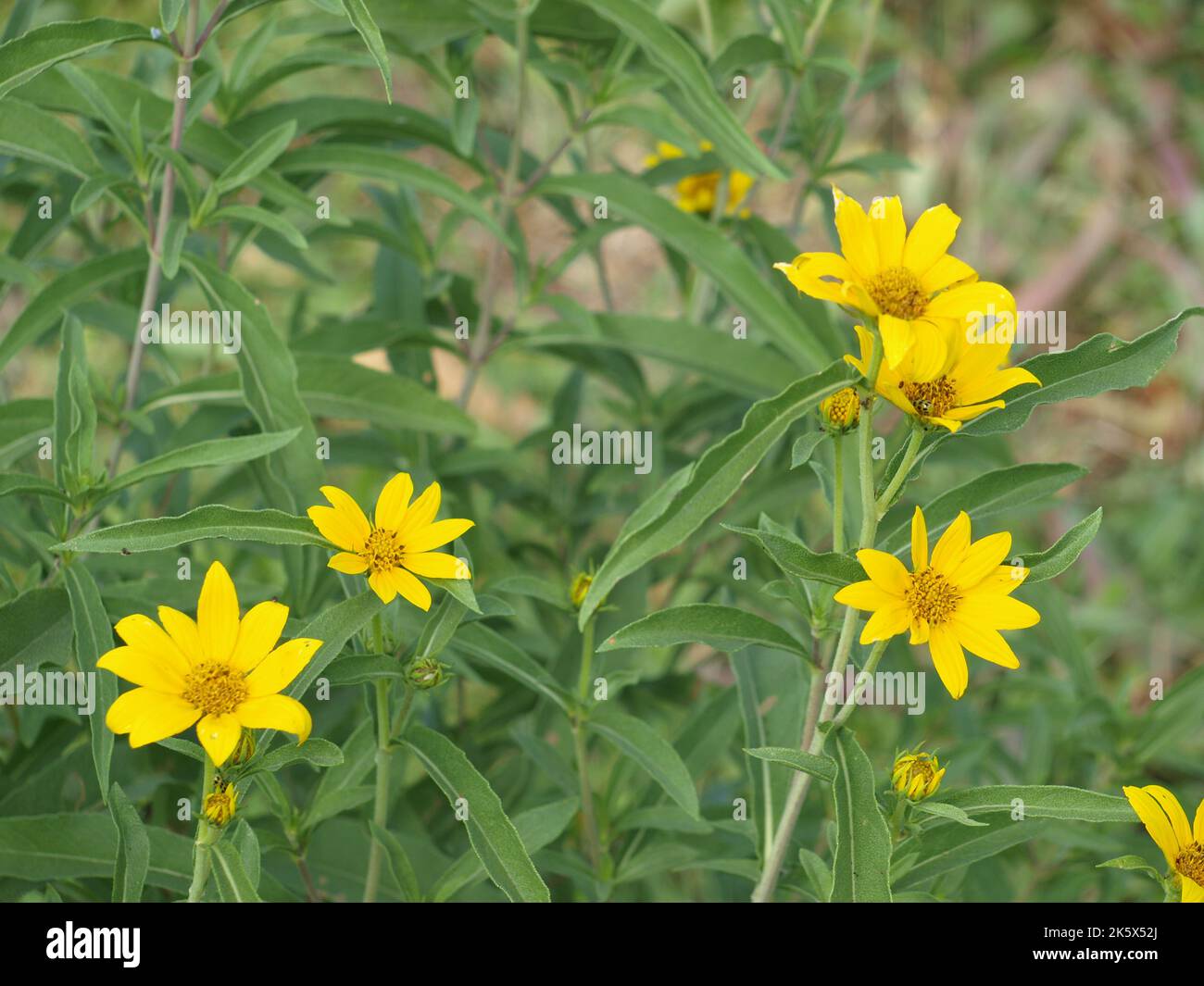 George W Bush Presidential Center & Park Nature Trails Stock Photo - Alamy