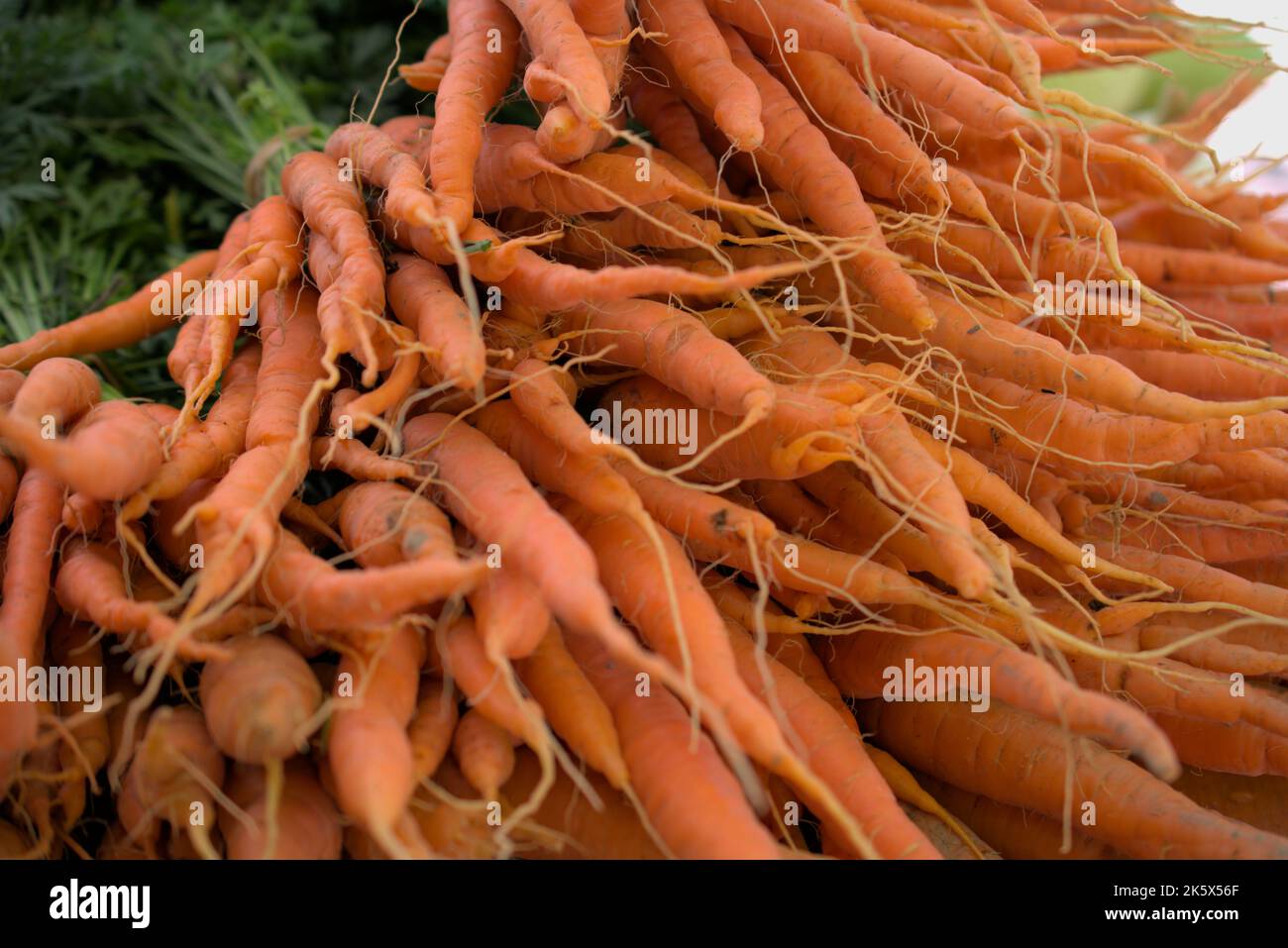 Locally grown carrots in an outdoor food market Stock Photo - Alamy