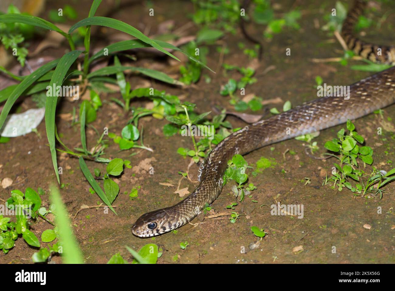 Ptyas mucosa, oriental ratsnake, Indian rat snake in the wildlife Stock ...