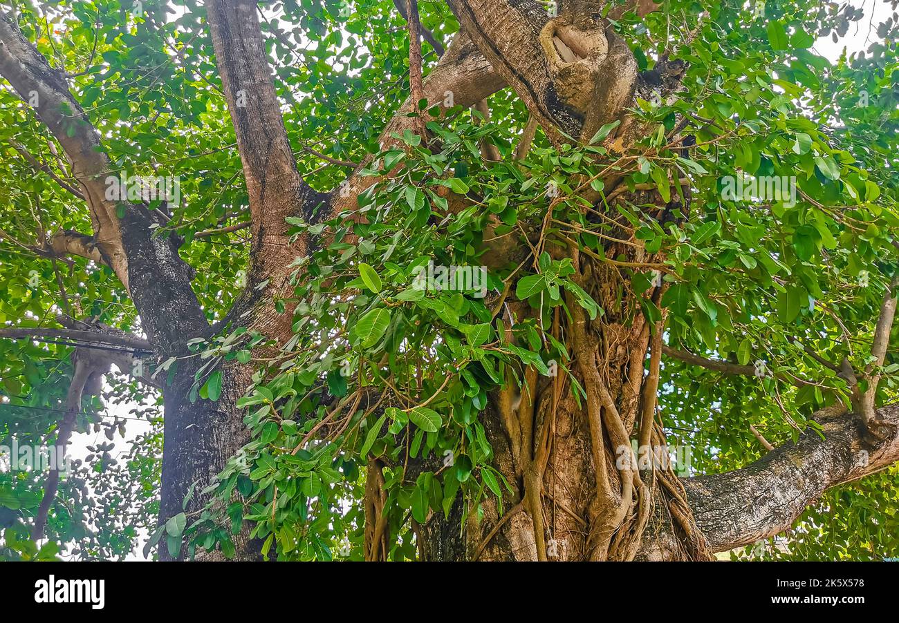 Huge beautiful Ficus maxima Fig tree in Playa del Carmen Quintana Roo ...