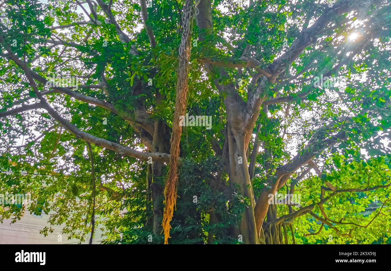 Huge beautiful Ficus maxima Fig tree in Playa del Carmen Quintana Roo ...