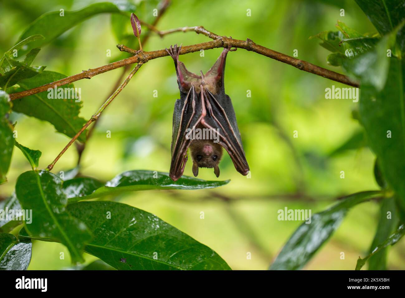 Indonesian Short-nosed Fruit Bat Cynopterus titthaecheilus in the wild ...