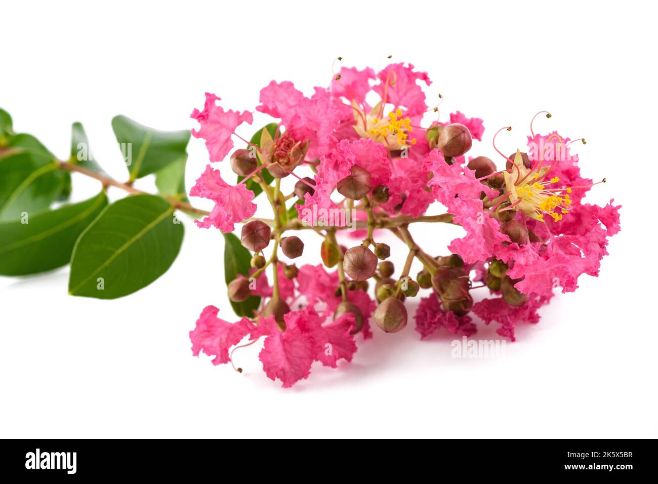 Crape myrtle flowers isolated on white background Stock Photo - Alamy