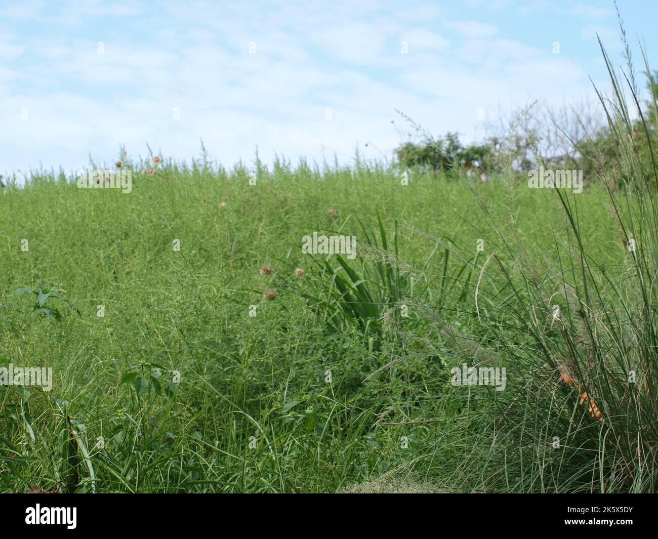 George W Bush Presidential Center & Park Nature Trails Stock Photo - Alamy