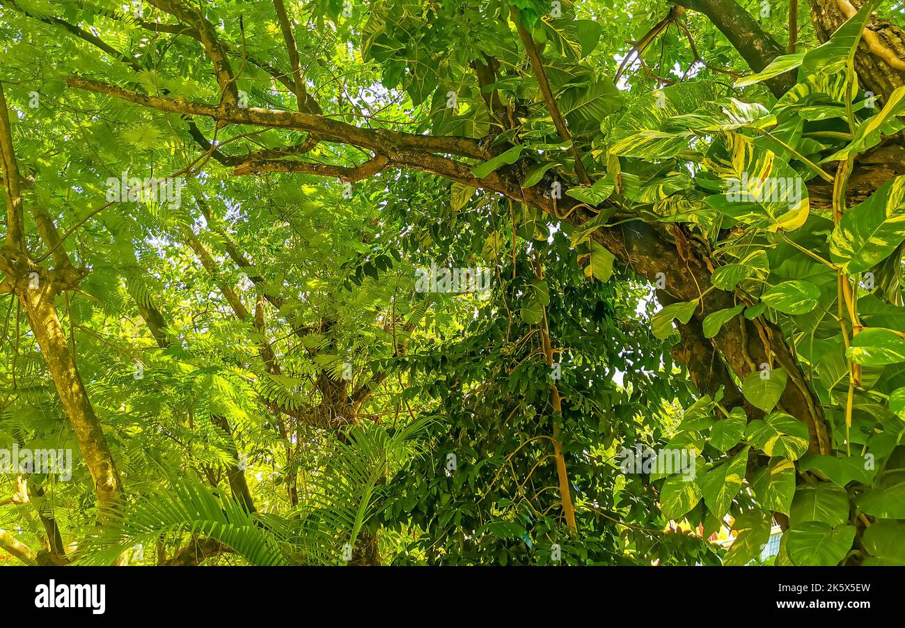 Huge beautiful Ficus maxima Fig tree in Playa del Carmen Quintana Roo ...