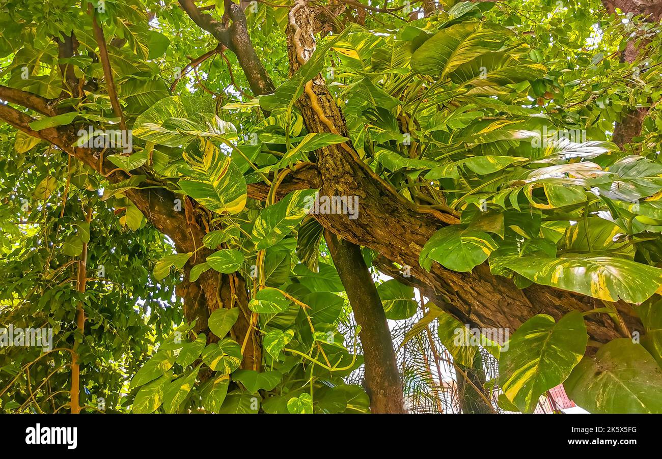 Huge beautiful Ficus maxima Fig tree in Playa del Carmen Quintana Roo ...