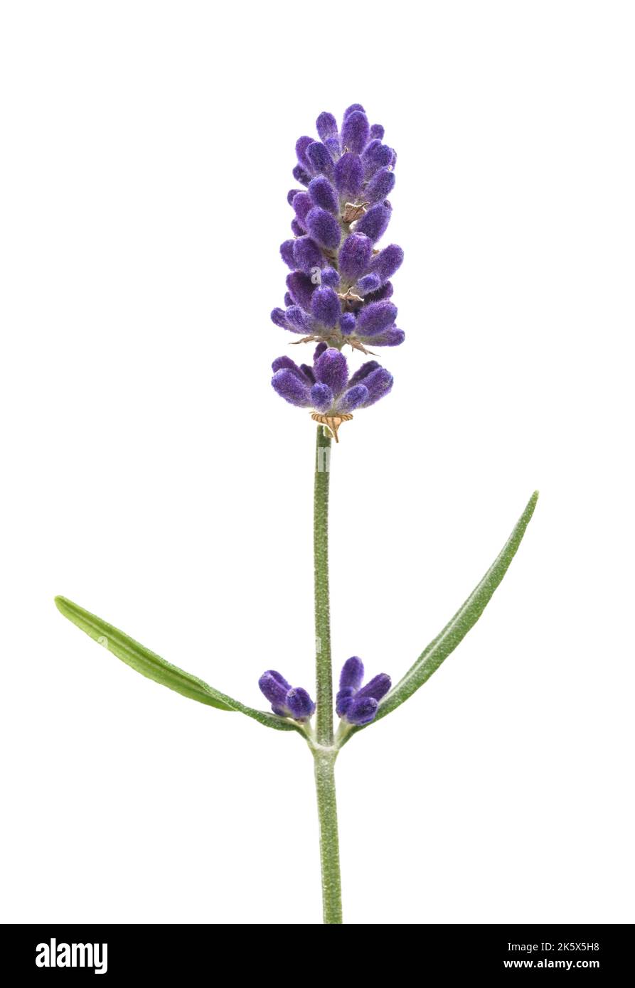 Lavender flower isolated on white background Stock Photo - Alamy
