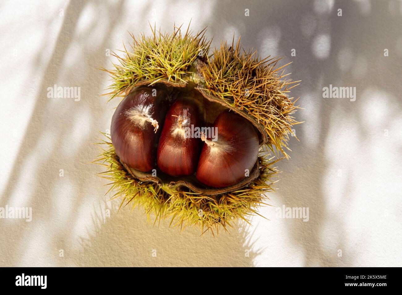 Fresh chestnut in its shell with thorns in autumn Stock Photo - Alamy