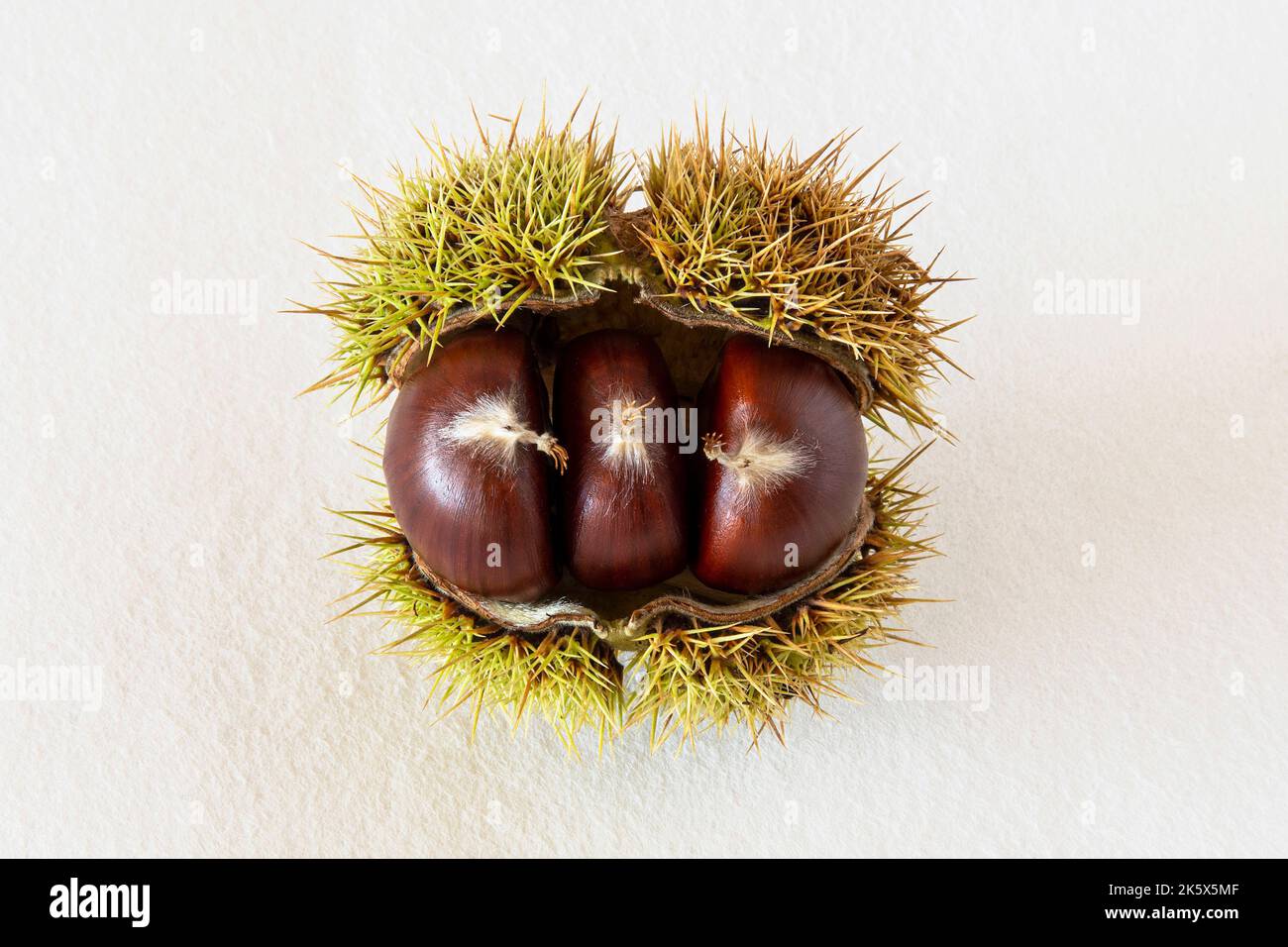 Fresh chestnut in its shell with thorns in autumn Stock Photo - Alamy