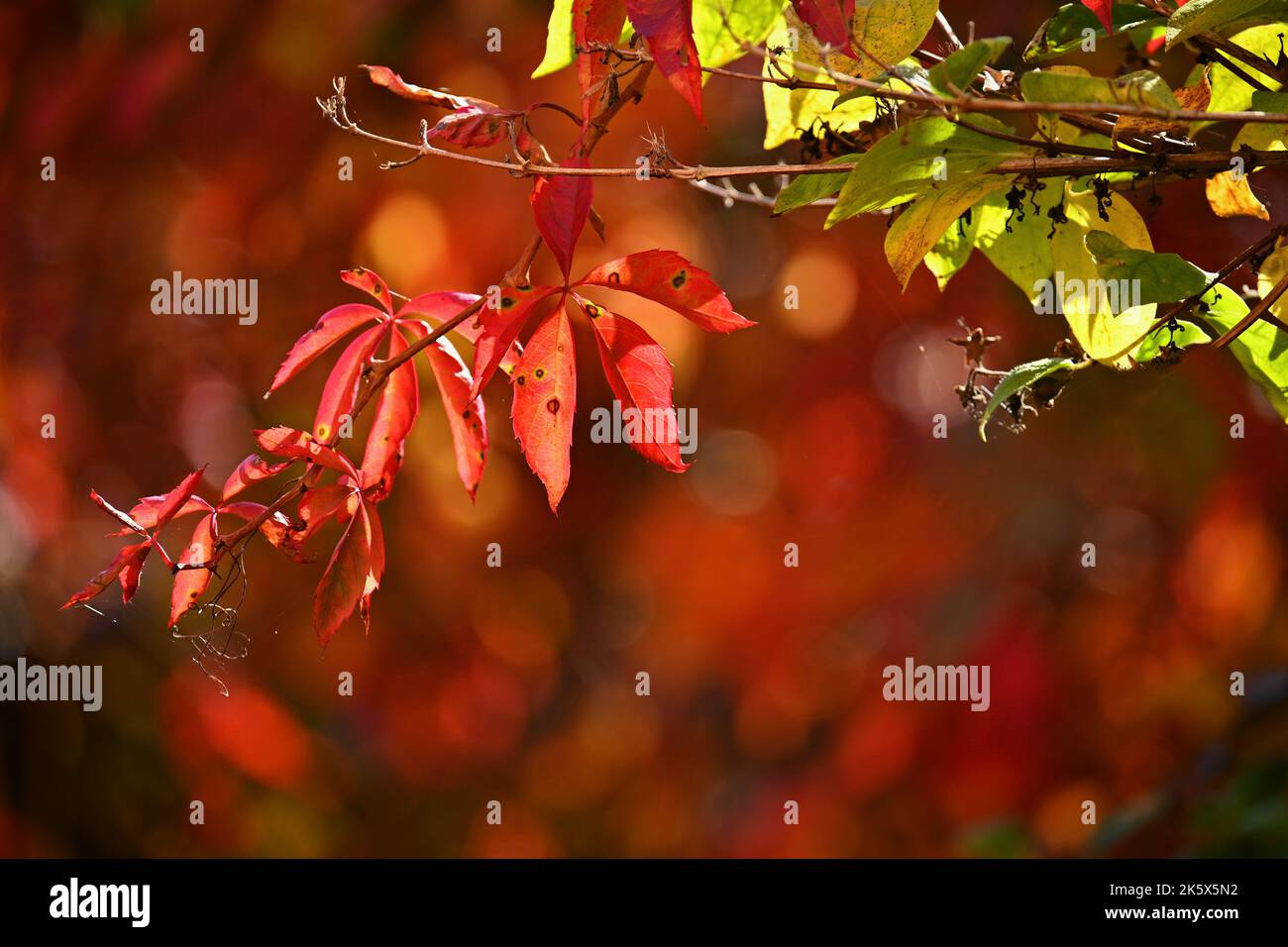 Red leaf. Autumn background. Beautiful colorful leaves from a tree ...