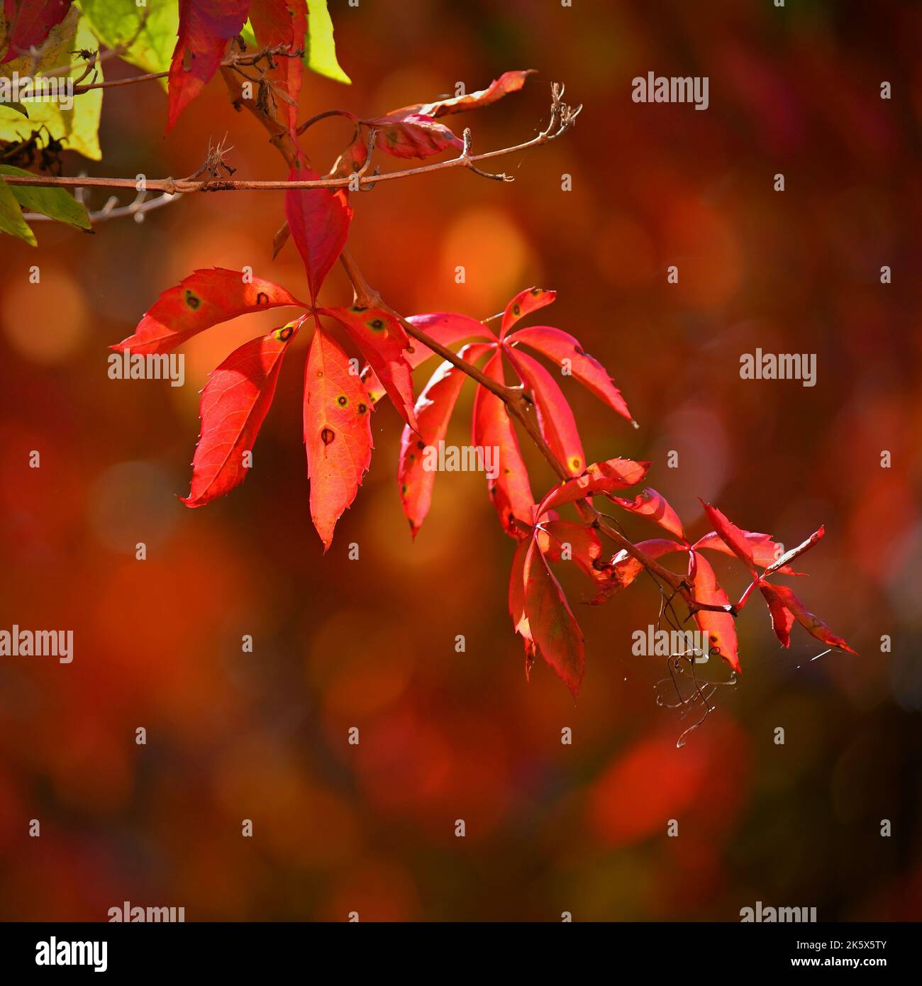 Red leaf. Autumn background. Beautiful colorful leaves from a tree ...