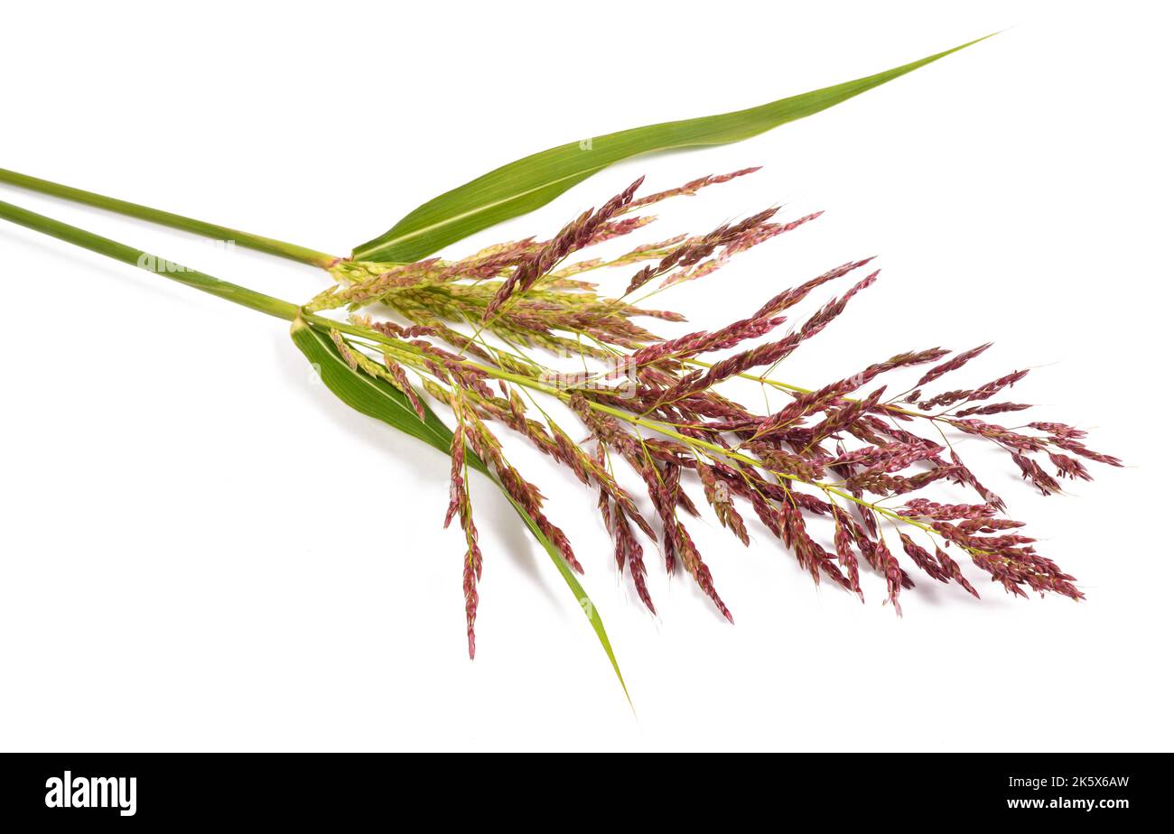 Johnson grass hi-res stock photography and images - Alamy