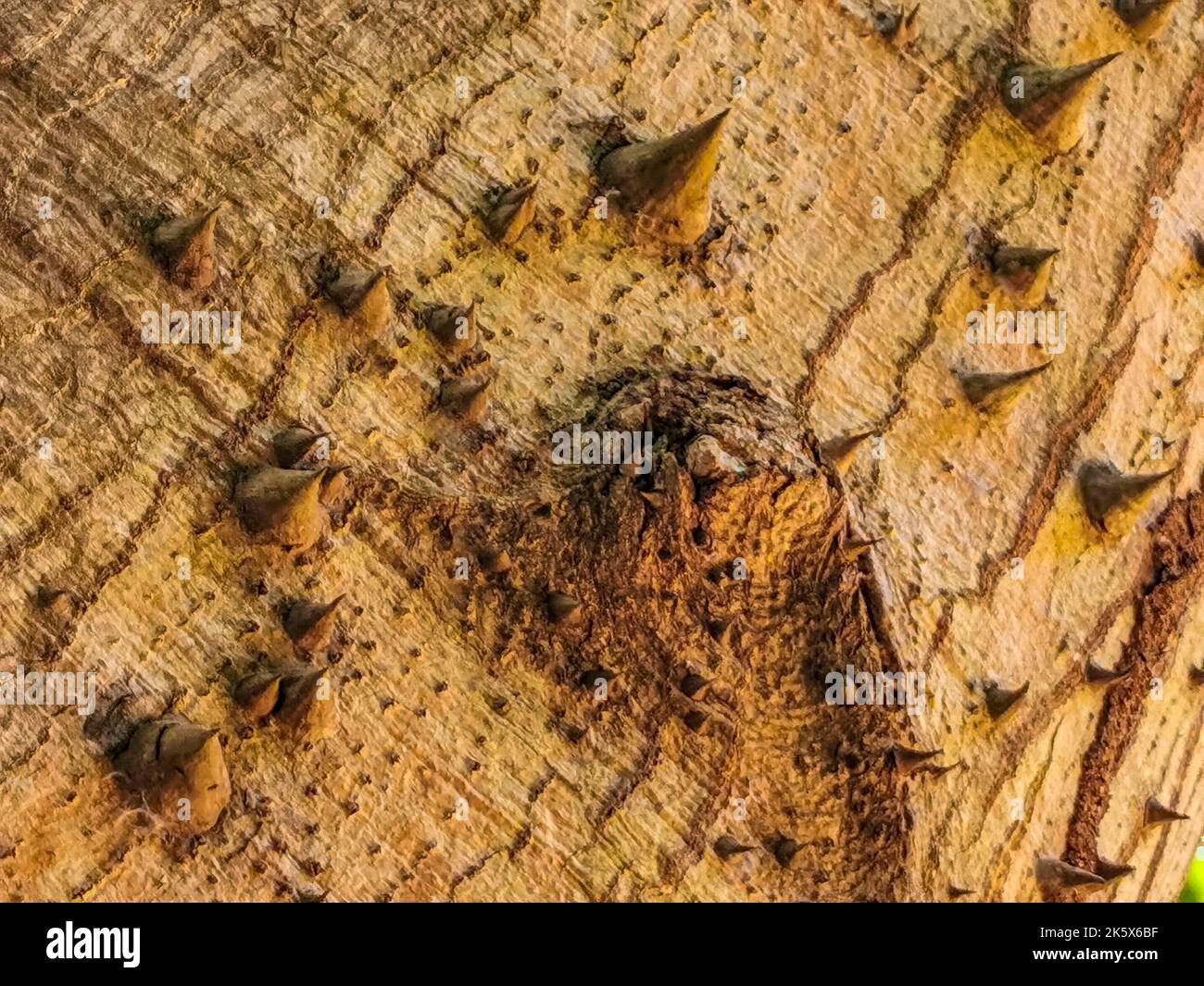Texture and pattern of a huge beautiful Kapok tree Ceiba tree with ...