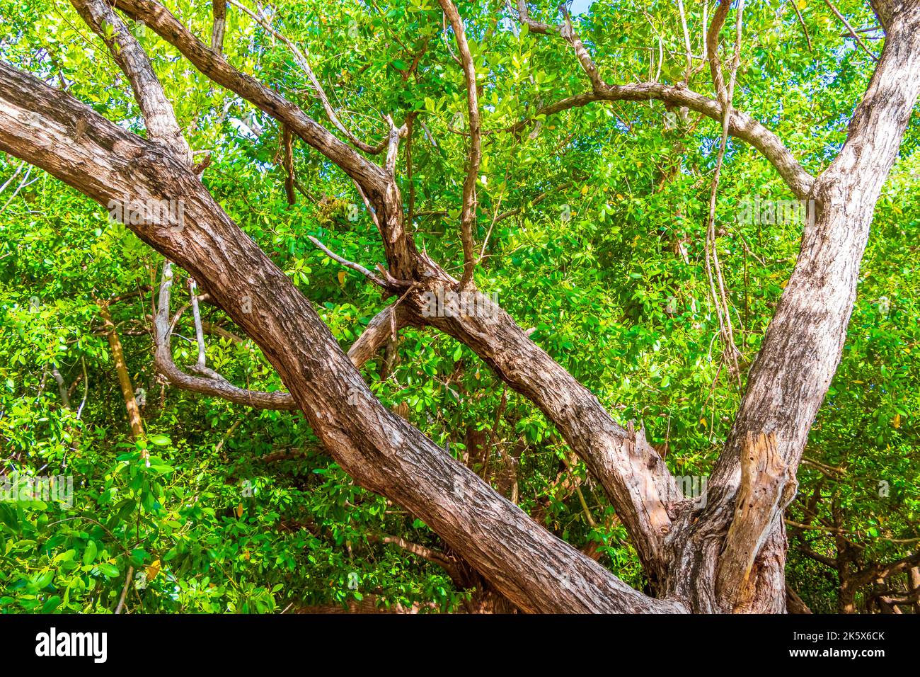 Tropical mexican caribbean beach palm trees and fir trees in jungle ...