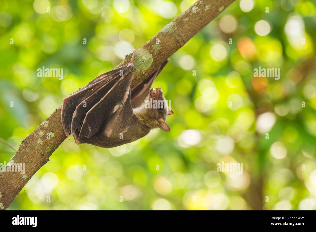 Indonesian Short-nosed Fruit Bat Cynopterus titthaecheilus in the wild ...