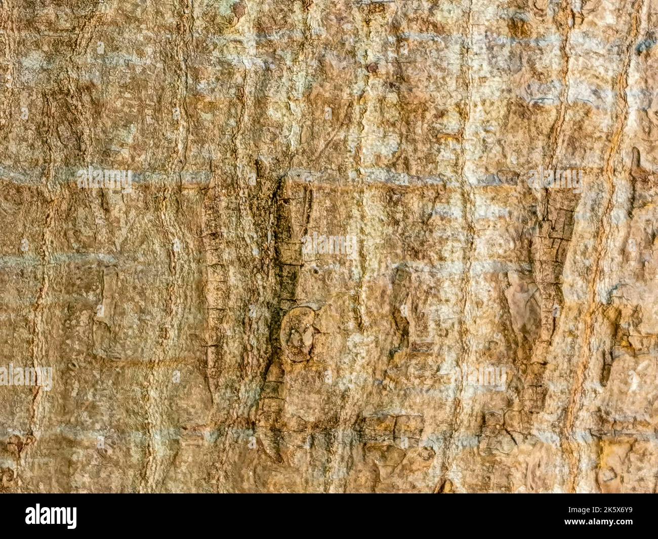 Texture and pattern of a huge beautiful Kapok tree Ceiba tree with ...