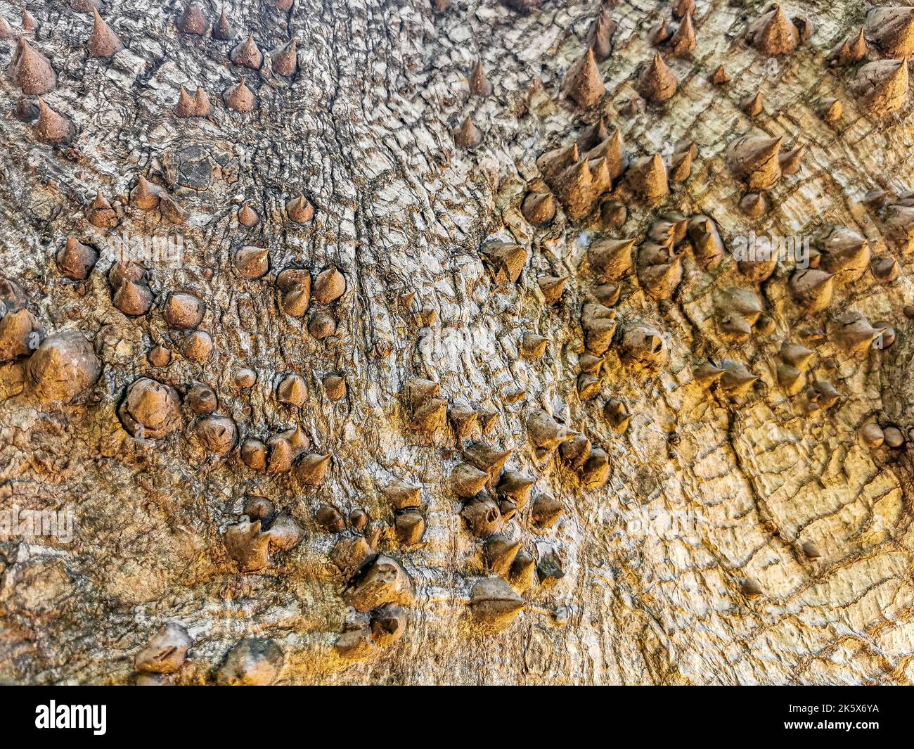 Texture and pattern of a huge beautiful Kapok tree Ceiba tree with ...