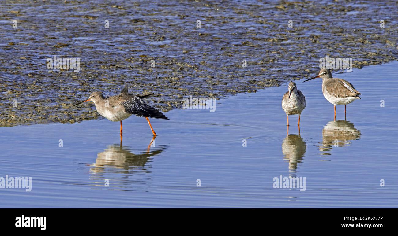 Three spotted redshanks (Tringa erythropus) in non-breeding plumage ...
