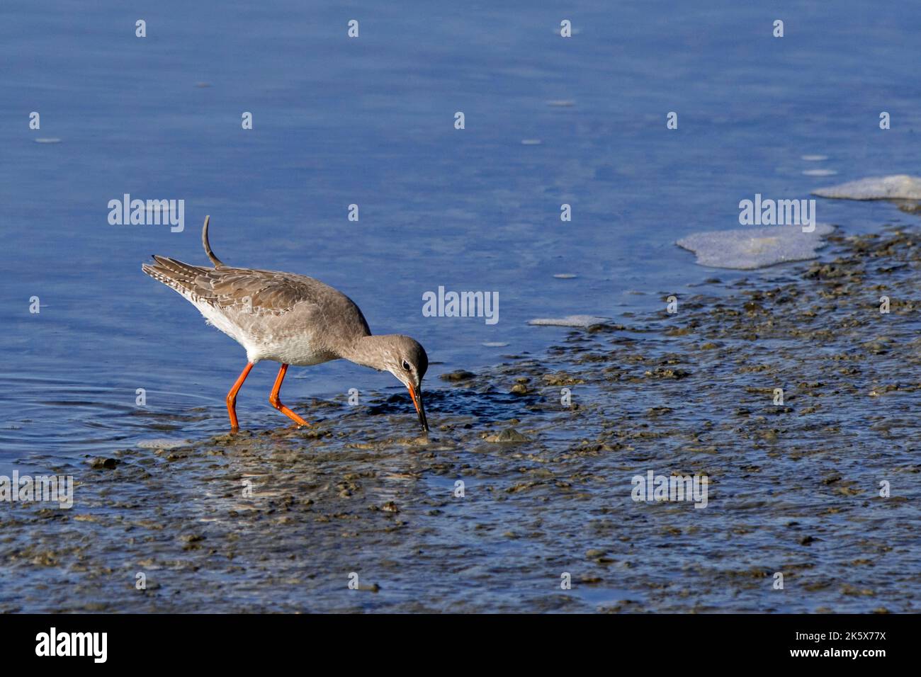 Spotted redshank (Tringa erythropus) in non-breeding plumage foraging ...