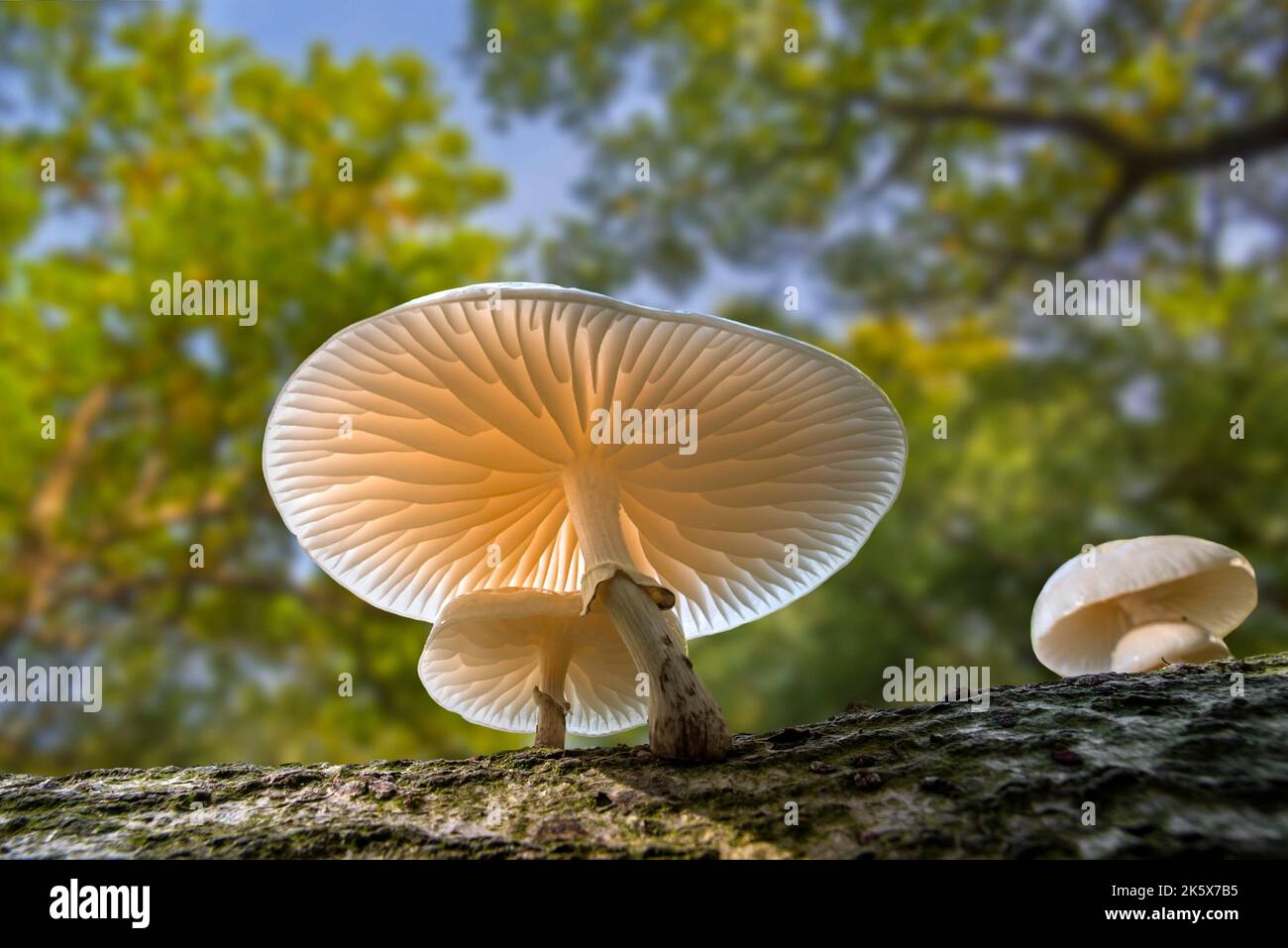 Porcelain fungus (Oudemansiella mucida) mushrooms growing on fallen ...