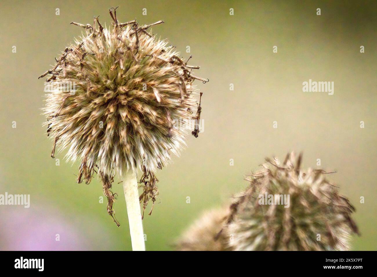 The close-up view of a dry dandelion before the blurred green ...