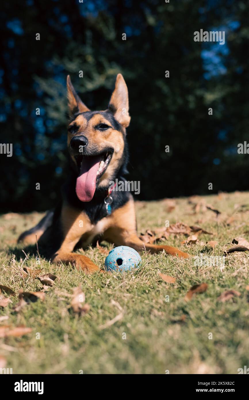 A vertical shot of a Shepherd mix puppy playing in a park Stock Photo ...