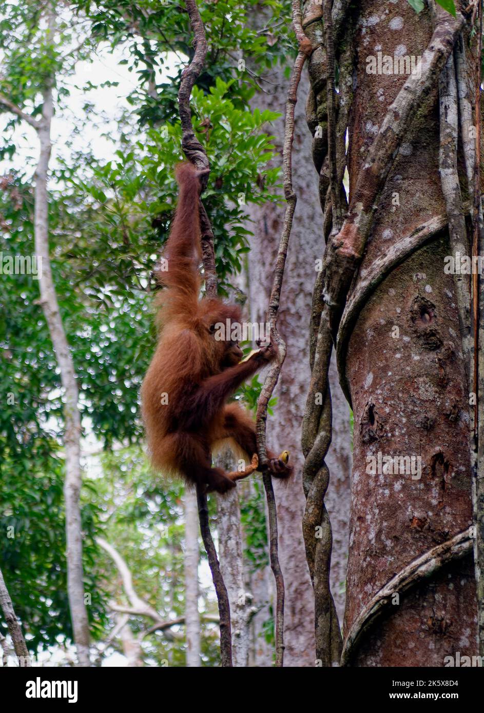 Young Bornean orangutan climbing in the trees at Semenggo nature ...