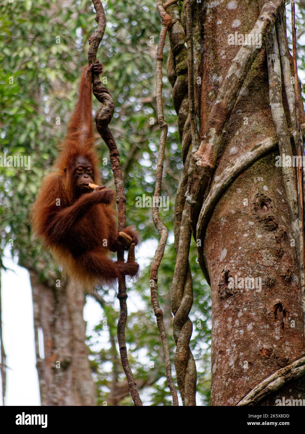 Young Bornean orangutan eating in the trees at Semenggo nature reserve ...