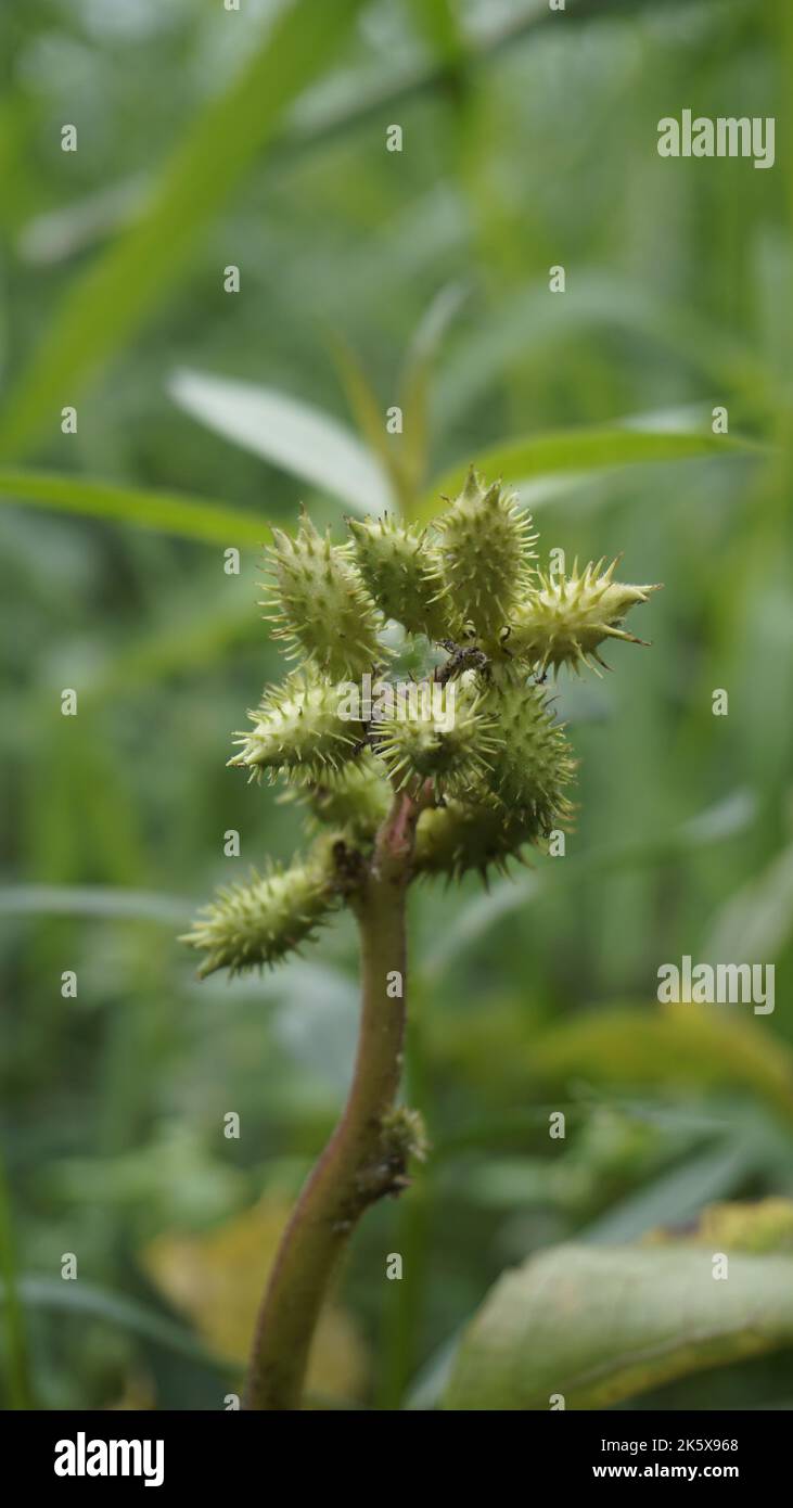 Closeup of seeds of Xanthium strumarium also known Ditchbur,Noogoora ...