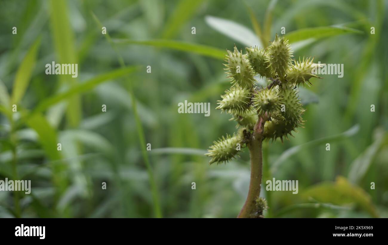 Closeup of seeds of Xanthium strumarium also known Ditchbur,Noogoora ...