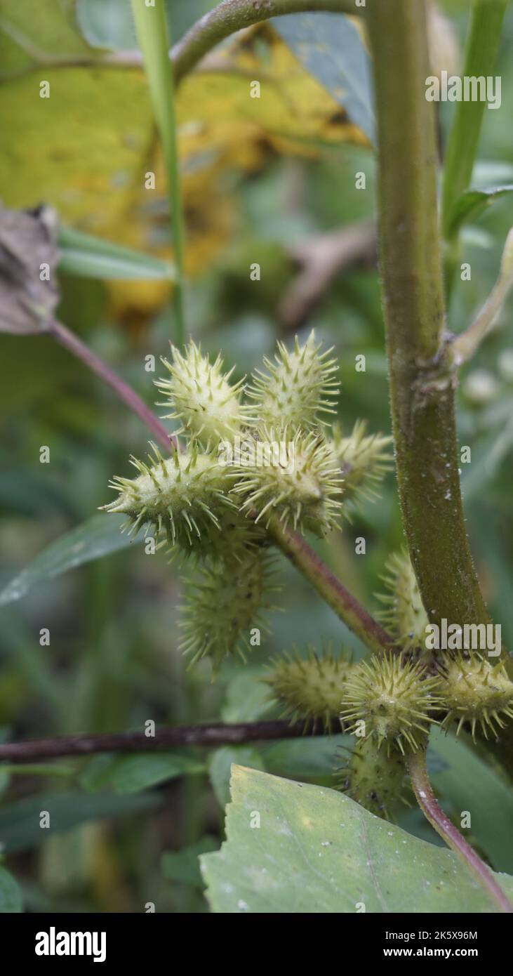 Closeup of seeds of Xanthium strumarium also known Ditchbur,Noogoora ...