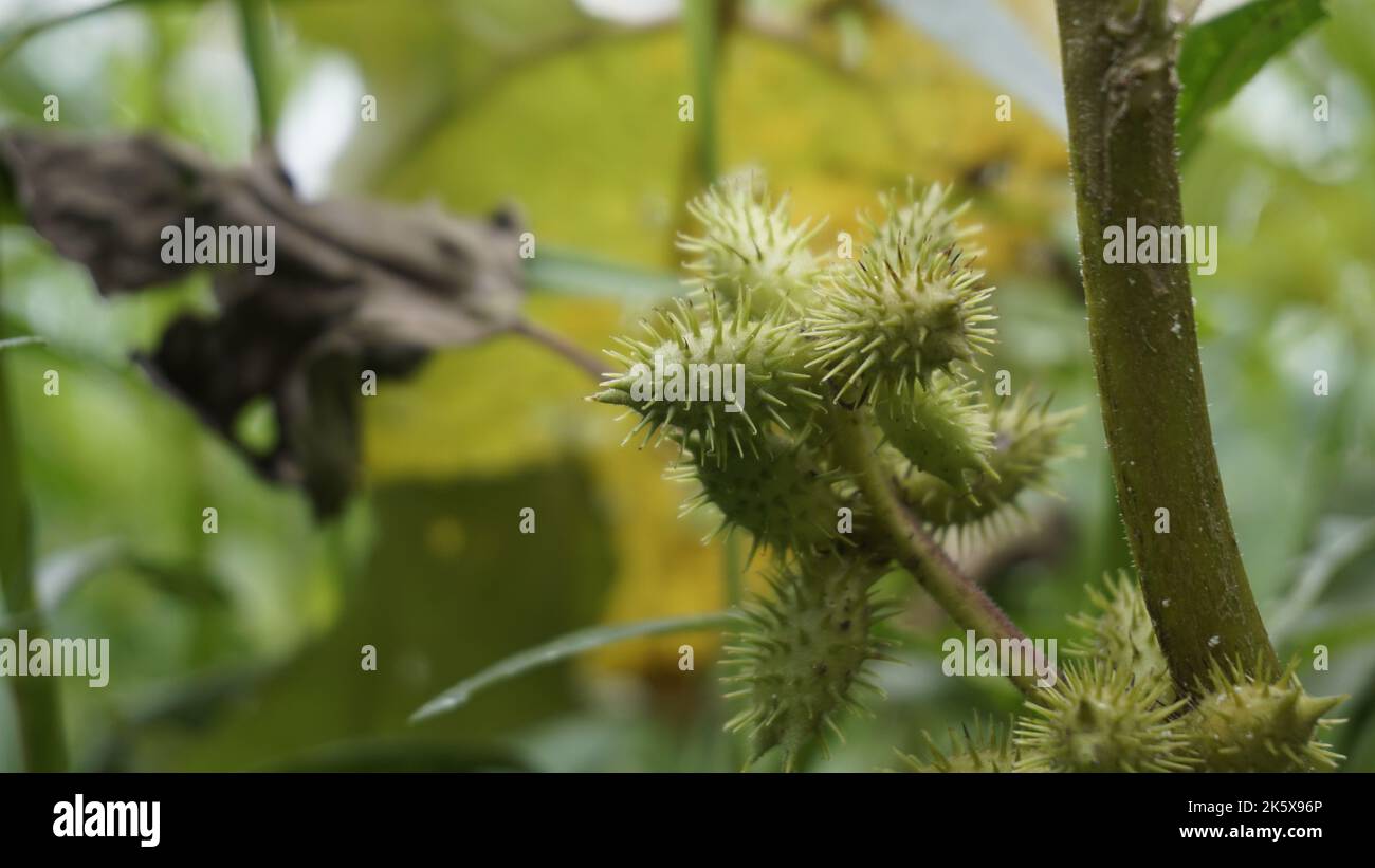 Large cocklebur hi-res stock photography and images - Alamy