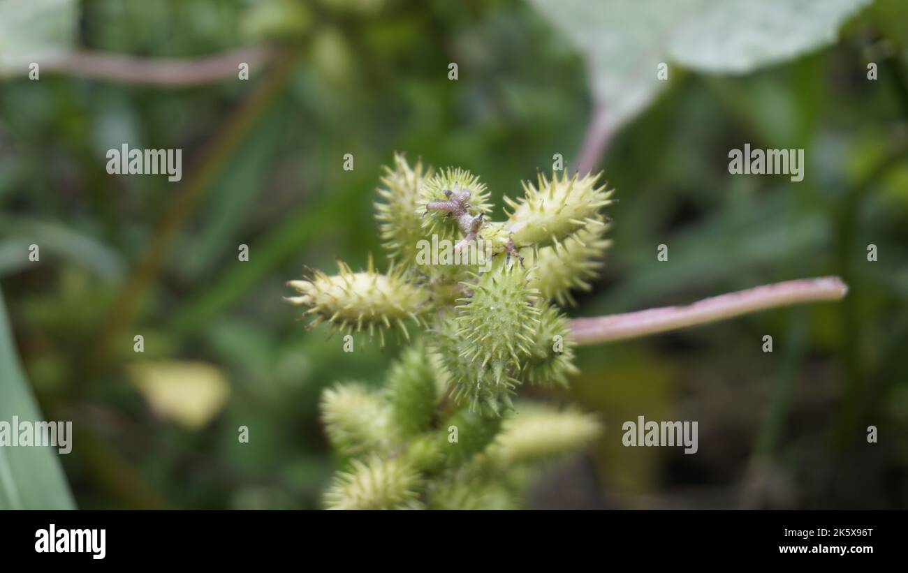 Closeup of seeds of Xanthium strumarium also known Ditchbur,Noogoora ...