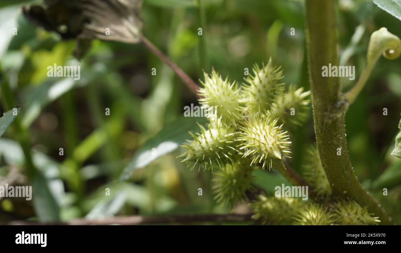 Large cocklebur hi-res stock photography and images - Alamy