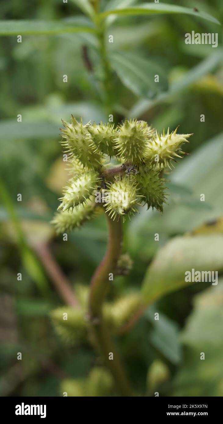 Burweed hi-res stock photography and images - Alamy