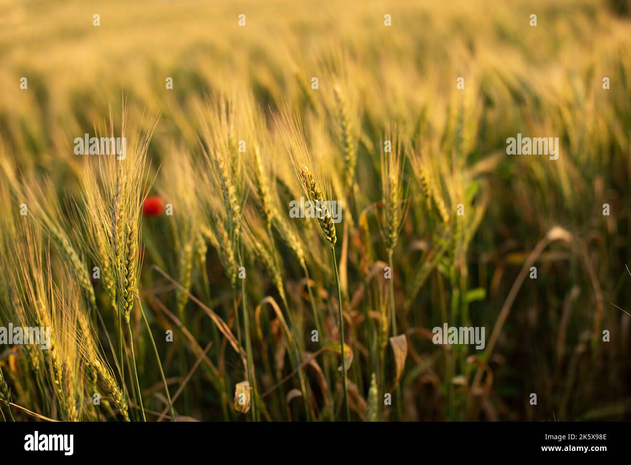 Closeup photography of spica heads bathing in sunlight Stock Photo - Alamy