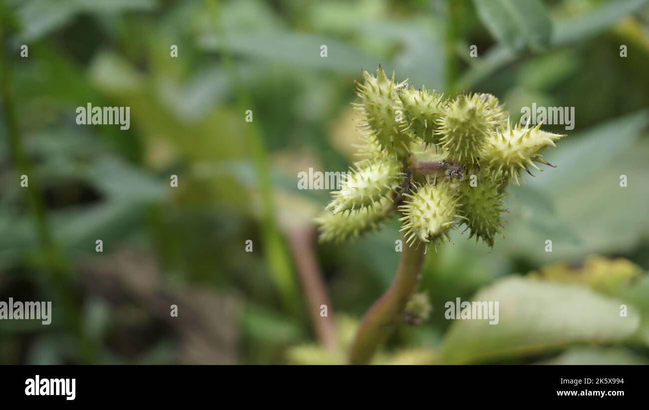 Closeup of seeds of Xanthium strumarium also known Ditchbur,Noogoora ...