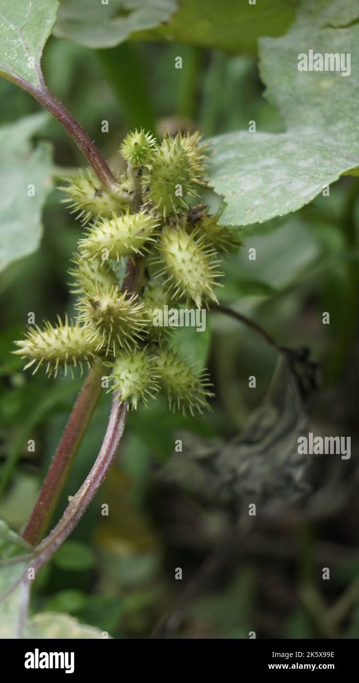 Closeup of seeds of Xanthium strumarium also known Ditchbur,Noogoora ...