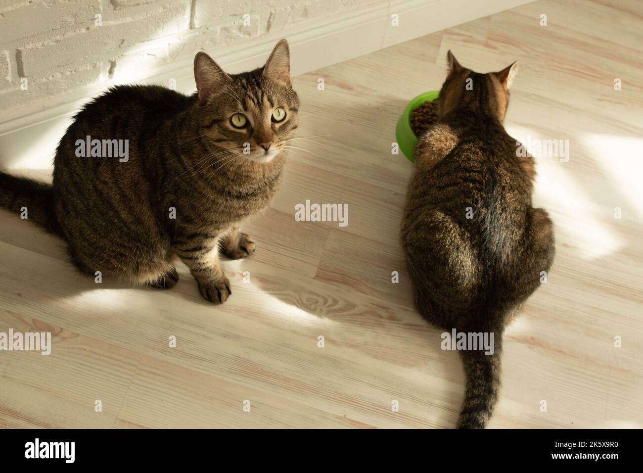 Two cats eat together on the kitchen floor Stock Photo - Alamy