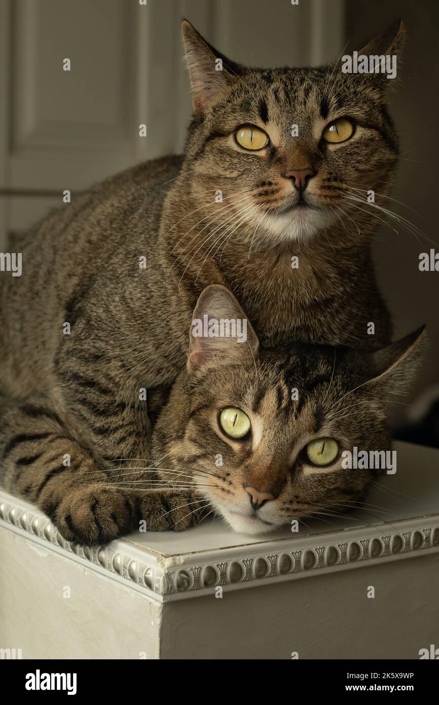 Close-up portrait of two cats lying on top of each other Stock Photo ...