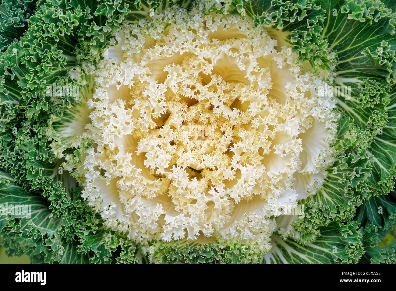 Decorative cabbage in a flower bed. Brassica oleracea var. acephala ...