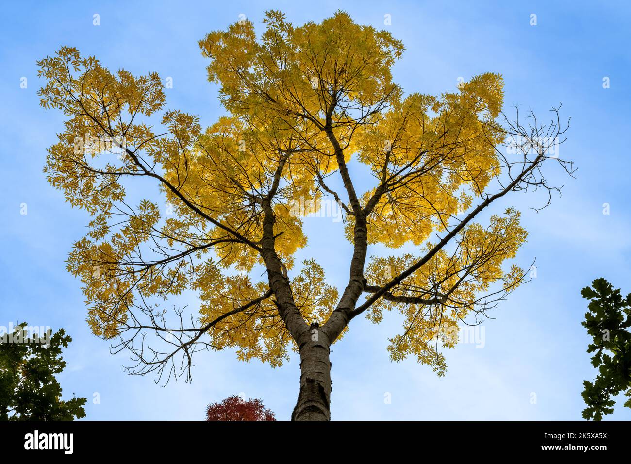 Biss wood hi-res stock photography and images - Alamy