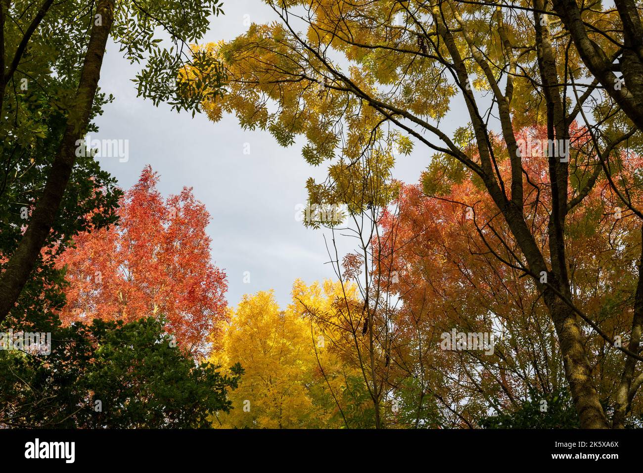 Autumn in Biss Woods, Trowbridge Stock Photo - Alamy