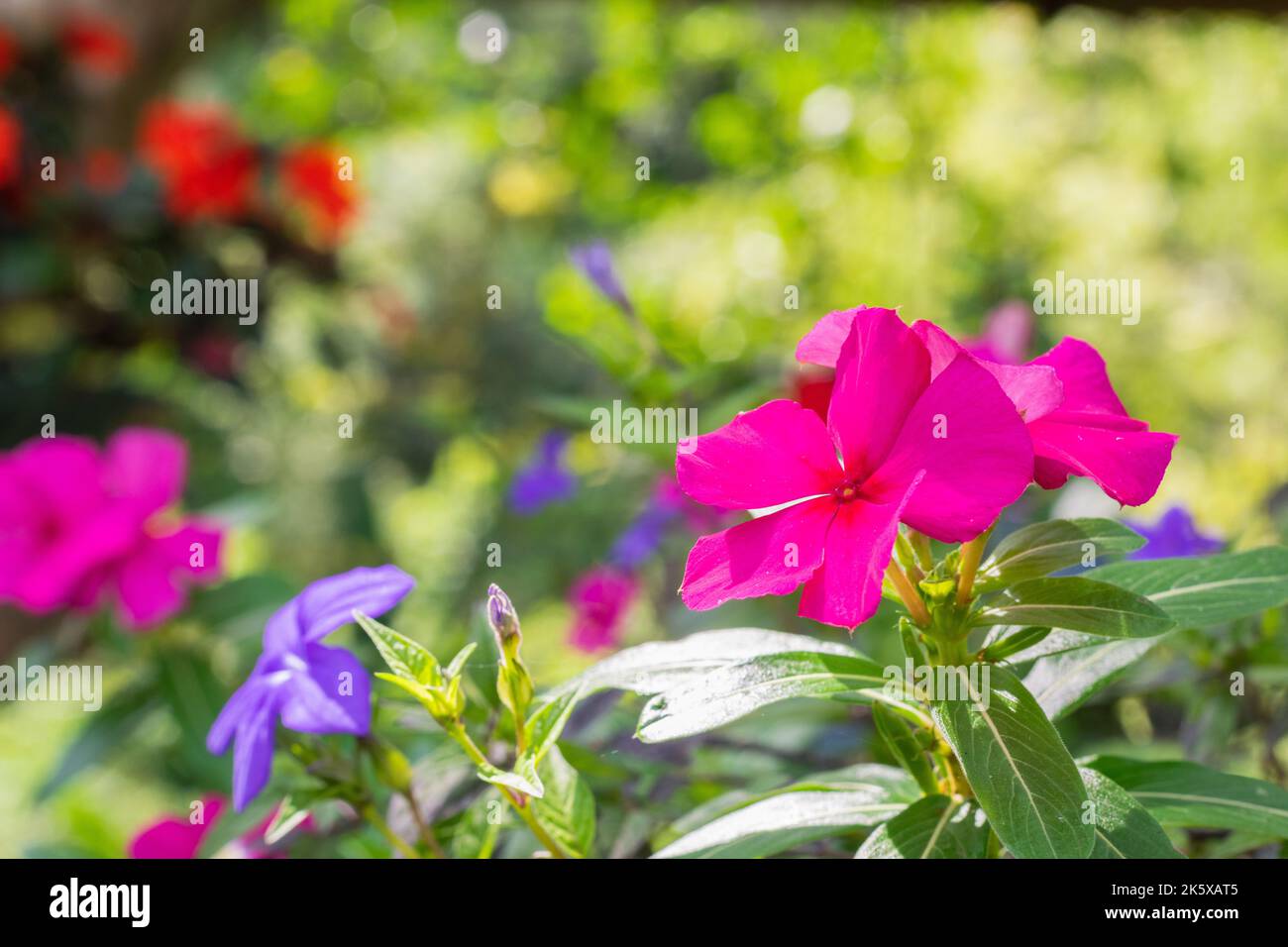 Catharanthus roseus or pink flower, a species of Catharanthus native ...