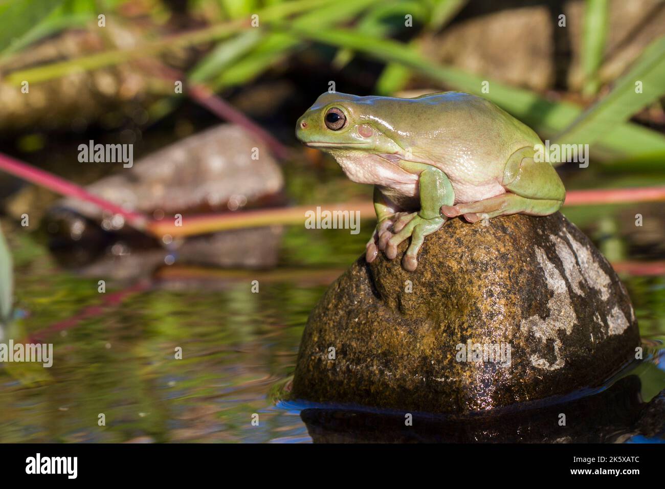 dumpy tree frog or White's tree frog on the wildlife Stock Photo - Alamy