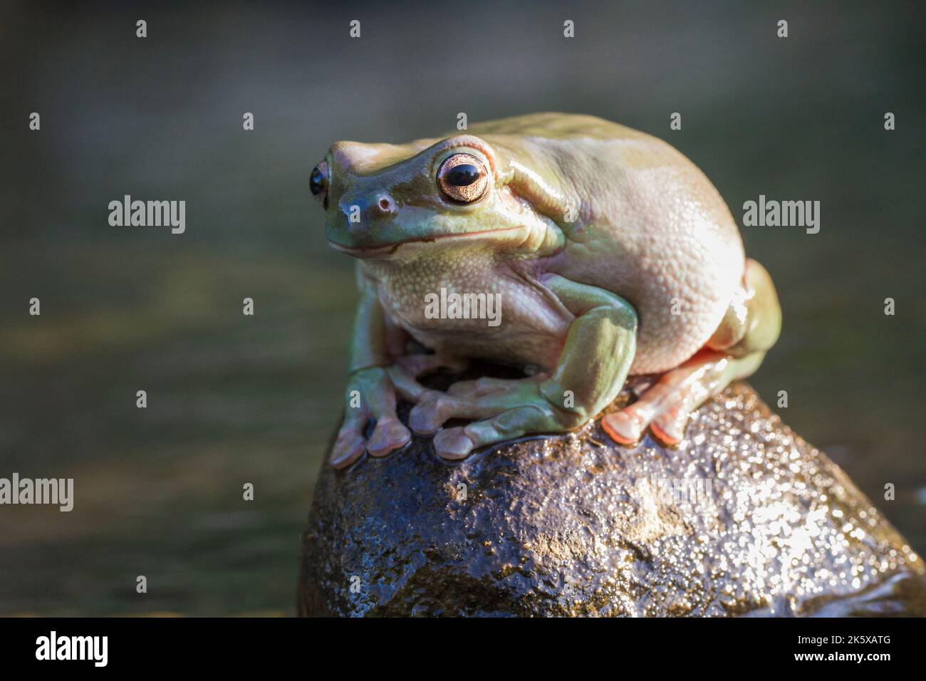 dumpy tree frog or White's tree frog on the wildlife Stock Photo - Alamy