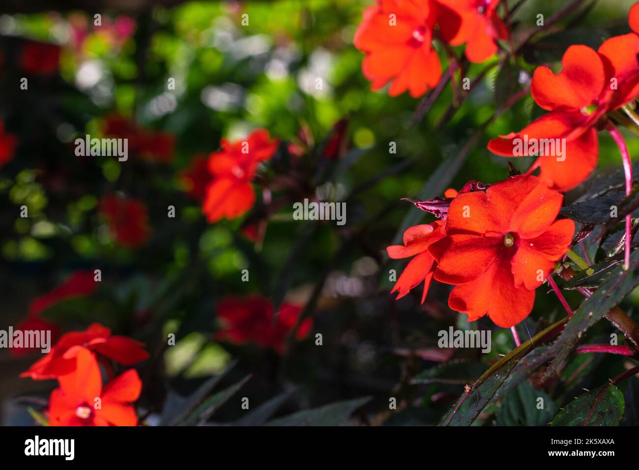 peasant garden, Impatiens walleriana or red flowers native to East ...