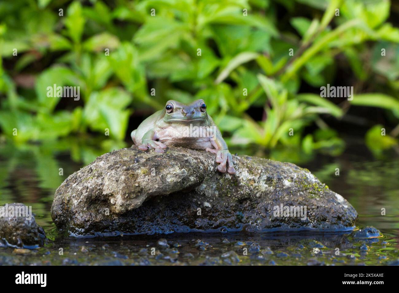 dumpy tree frog or White's tree frog on the wildlife Stock Photo - Alamy