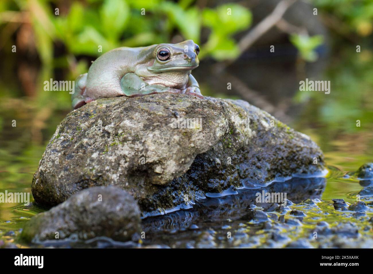 dumpy tree frog or White's tree frog on the wildlife Stock Photo - Alamy